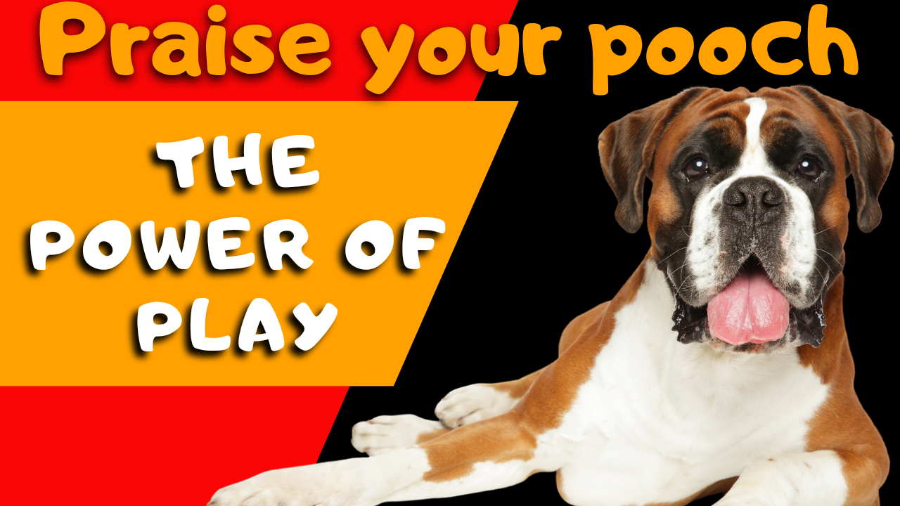 Products – boxerdogstuff